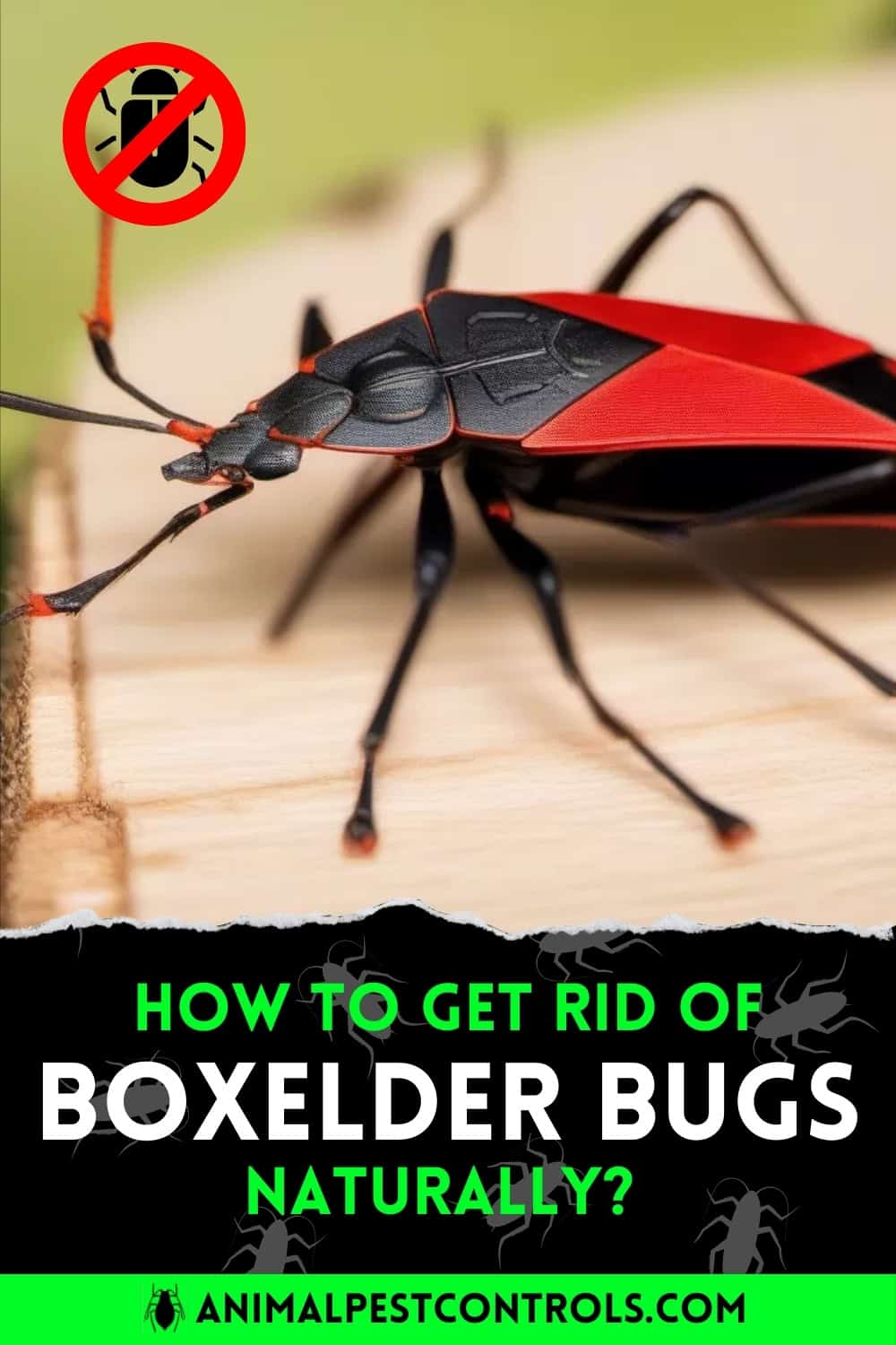 How to Get Rid of Boxelder Bugs Naturally?