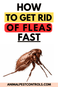 How to Get Rid of Fleas in the House Naturally?