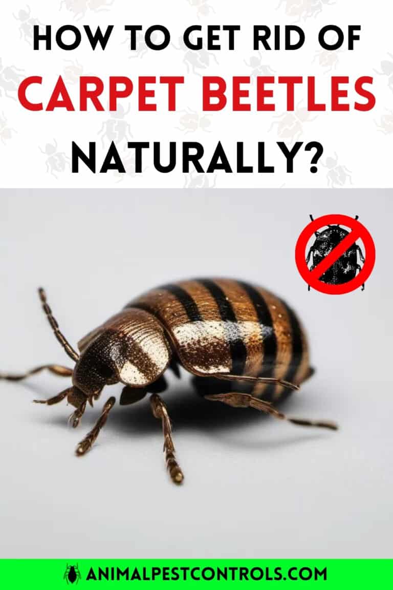 How to Get Rid of Carpet Beetles Naturally?