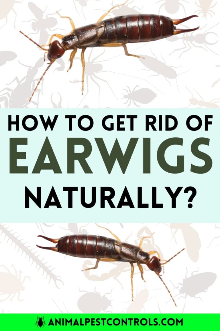 How to Get Rid of Earwigs Naturally?