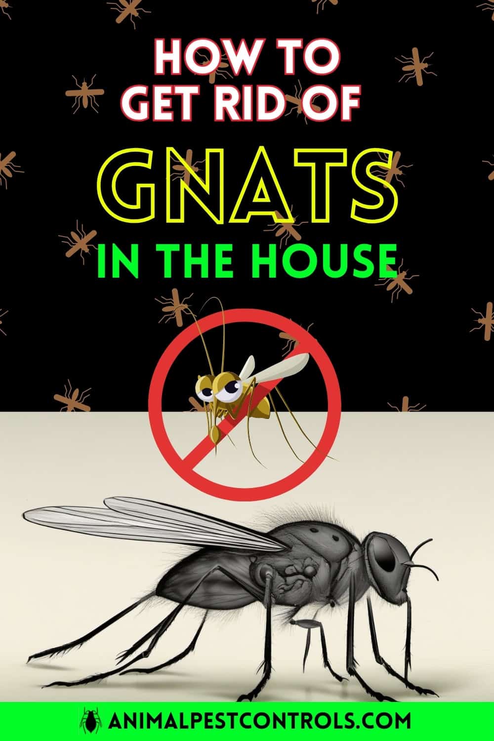 How to Get Rid of Gnats in the House?