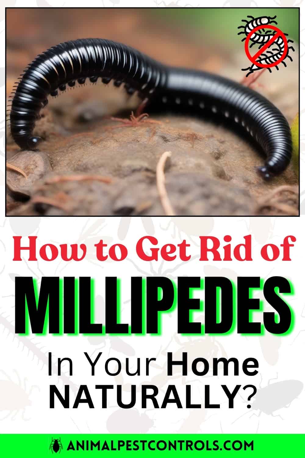 How to Get Rid of Millipedes in Your Home NATURALLY?