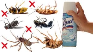 How to Get Rid of Pests with Lysol Spray?